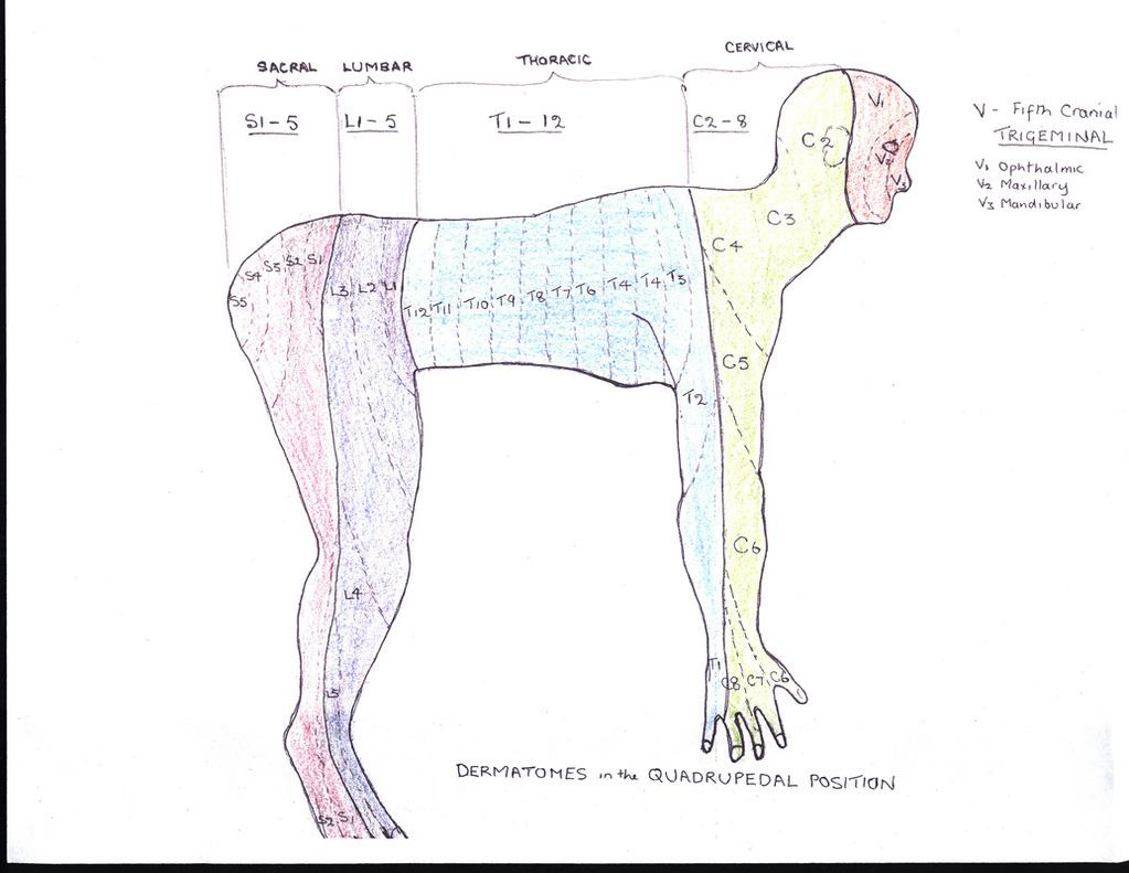 4 Simple Steps to a Strong Core - The Chef's Cooking School